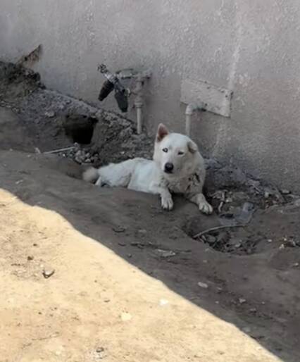 Call about 'aggressive' stray dog leads rescuer to the adorable truth