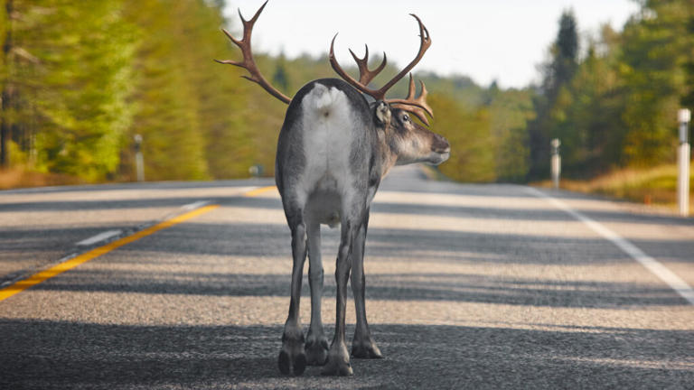 The extraordinary distances that some animals travel
