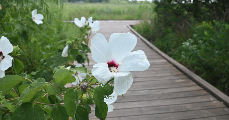These 7 Arkansas towns are perfect for nature lovers