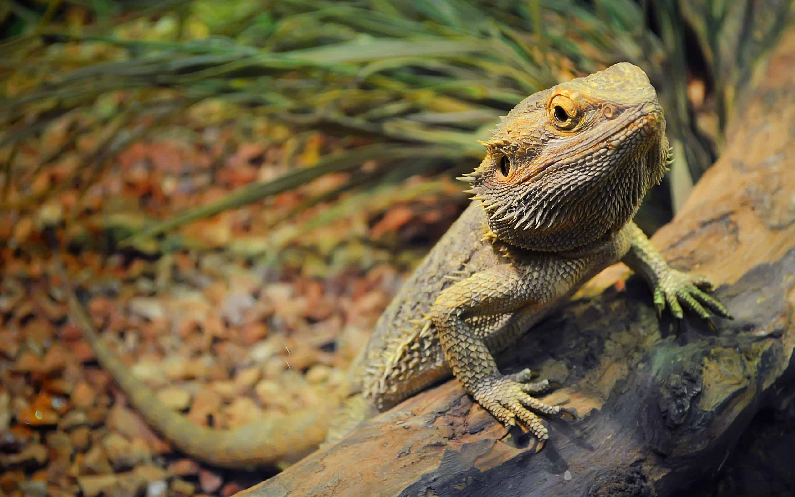 17 pets that can outlive almost every other animal companion