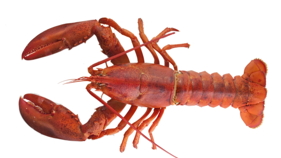 23 humble foods that became luxuries