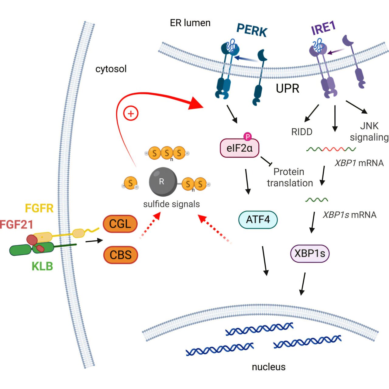 FGF21 helps cells cope with protein folding stress by increasing ...