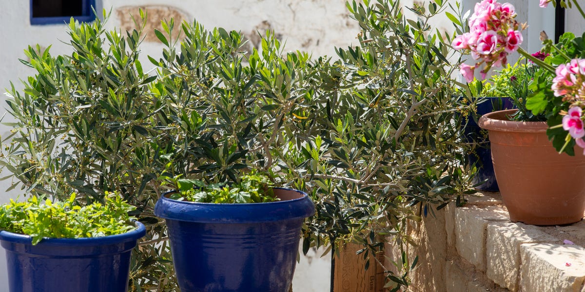 Costco is selling an olive tree that'll turn your living room into a ...