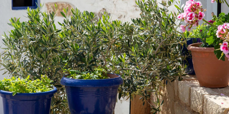 Costco is selling an olive tree that'll turn your living room into a ...