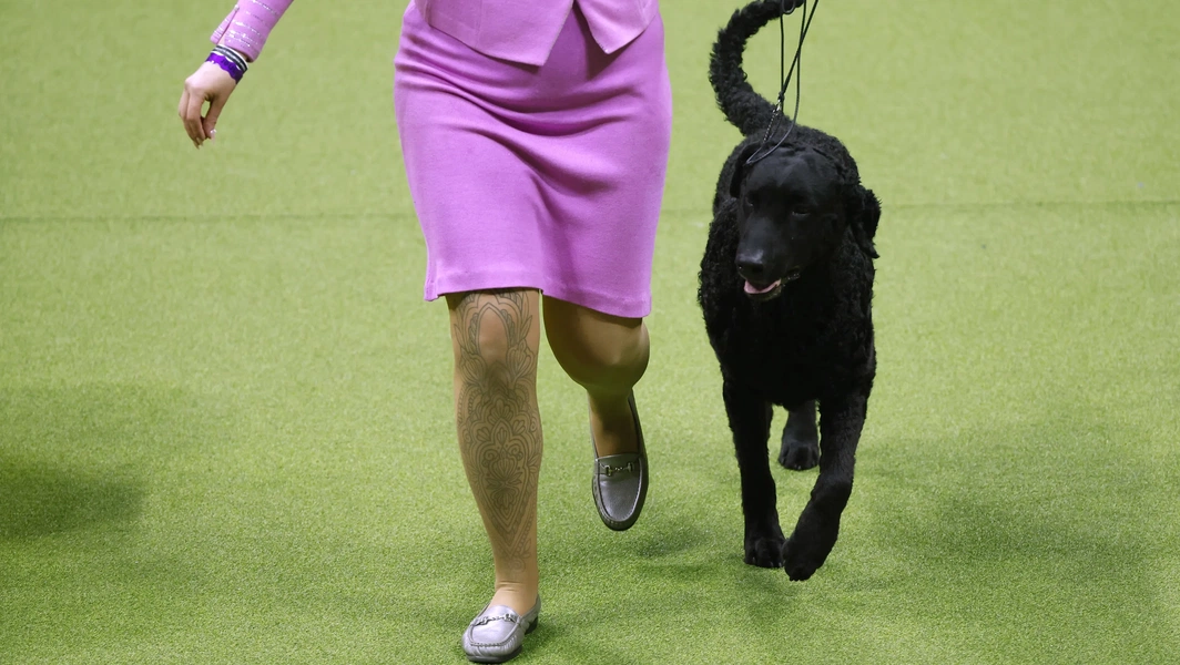 5 curly-coated dog breeds
