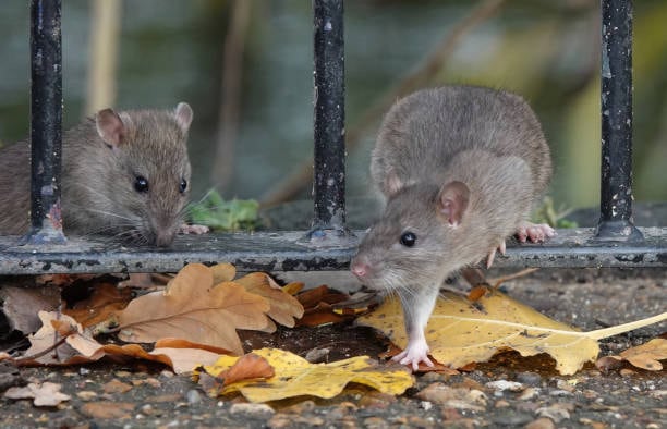 Las 3 plantas que ayudan a ahuyentar ratas del jardín de forma natural ...