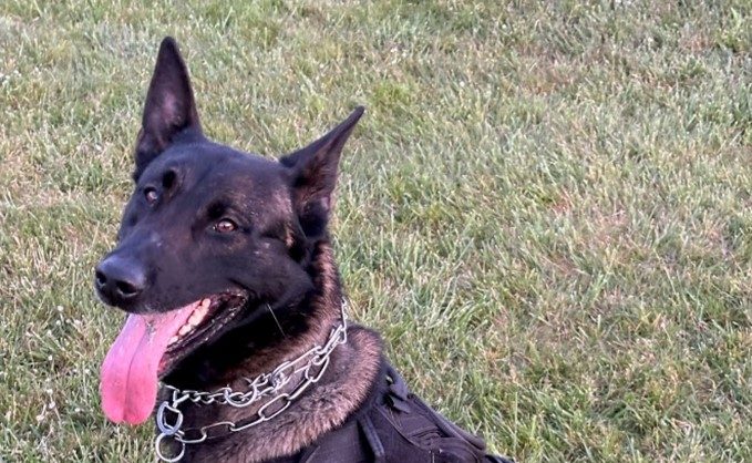 K9 Juice helps capture wanted Oregon man hiding in creek