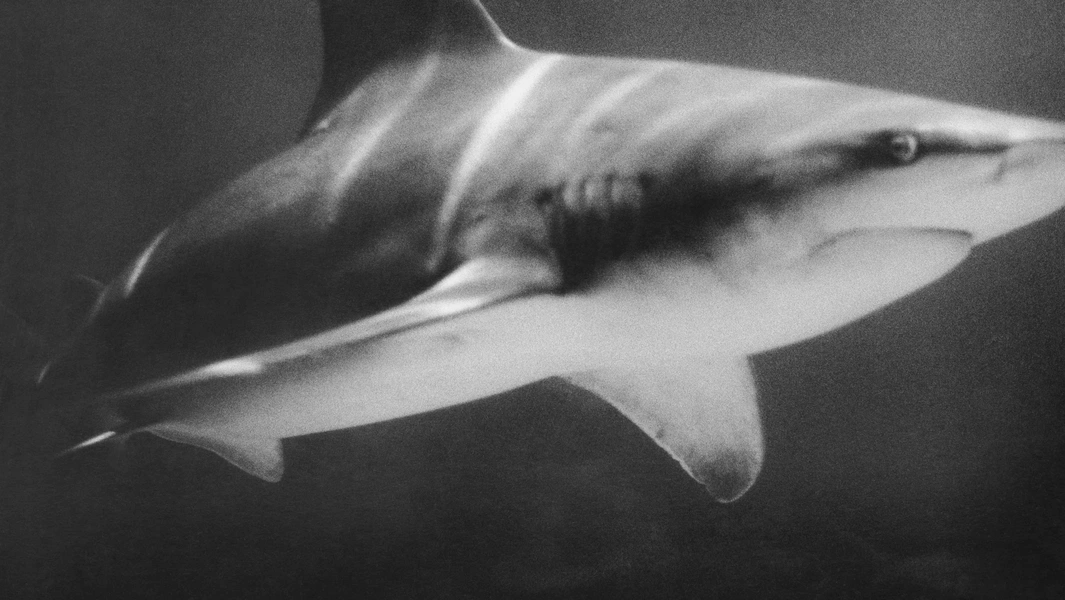 16 deadliest predators of the Pacific Ocean