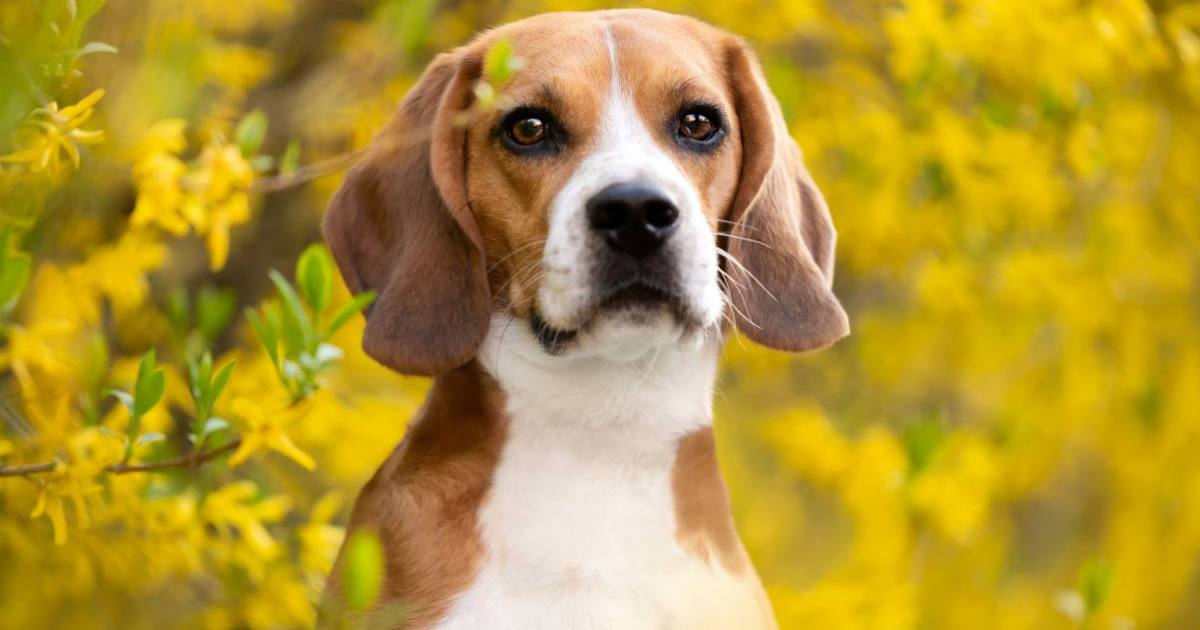 Beagles arrive at dog rescue after Ridglan Farms research facility ...