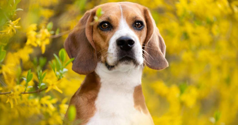 Beagles arrive at dog rescue after Ridglan Farms research facility ...