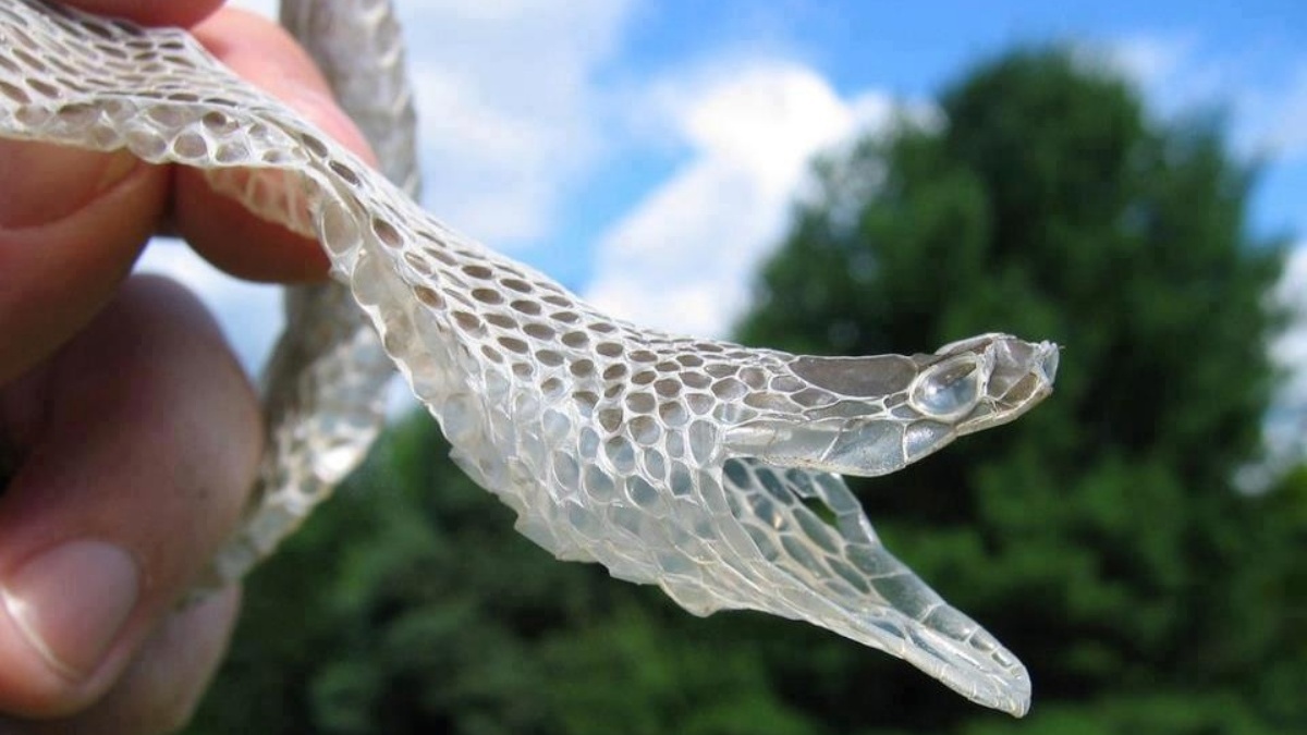 The surprising reason reptiles have to shed their skin to survive