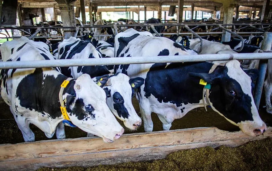 Heat stress threatens US milk quality and supply