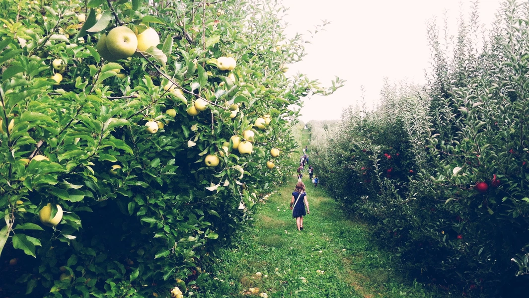 Beak and Skiff’s orchard, bakery, and cider experience