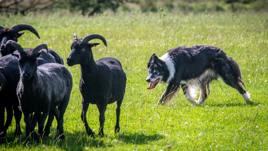 8 dog breeds with strong herding instincts