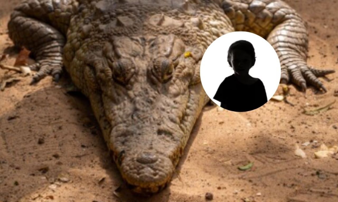 Arrojan a niño de 3 años a la jaula de cocodrilos de un zoológico; lo ...