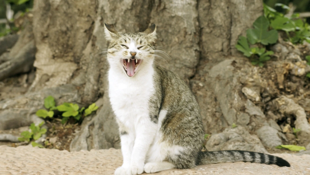 Understanding why cats meow