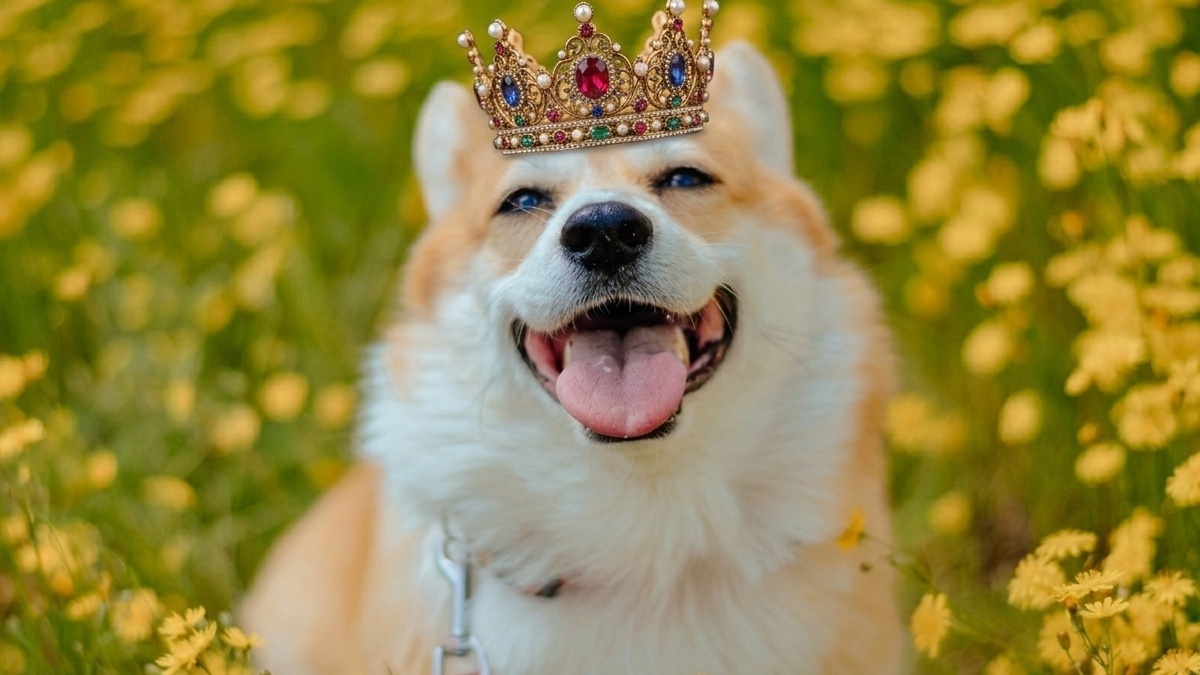 Like a Disney royal: 7 dog breeds once loved by kings and queens
