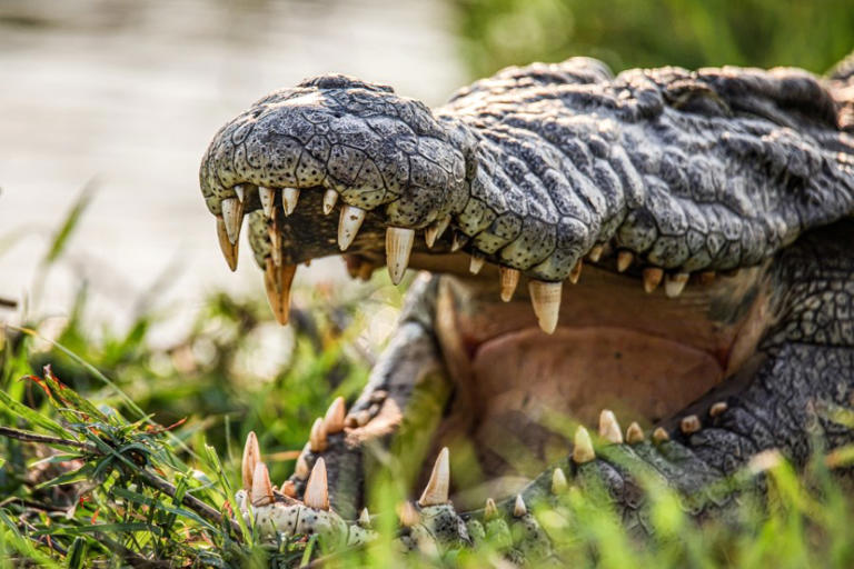 Man arrested after toddler seriously injured in crocodile enclosure at ...
