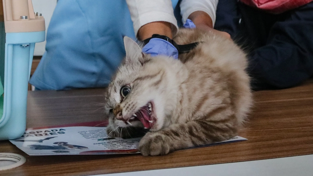 Core cat vaccines and schedules overview