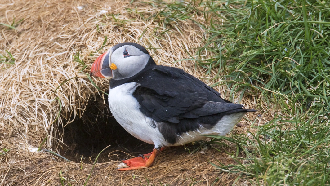 AI takes puffin conservation to new heights