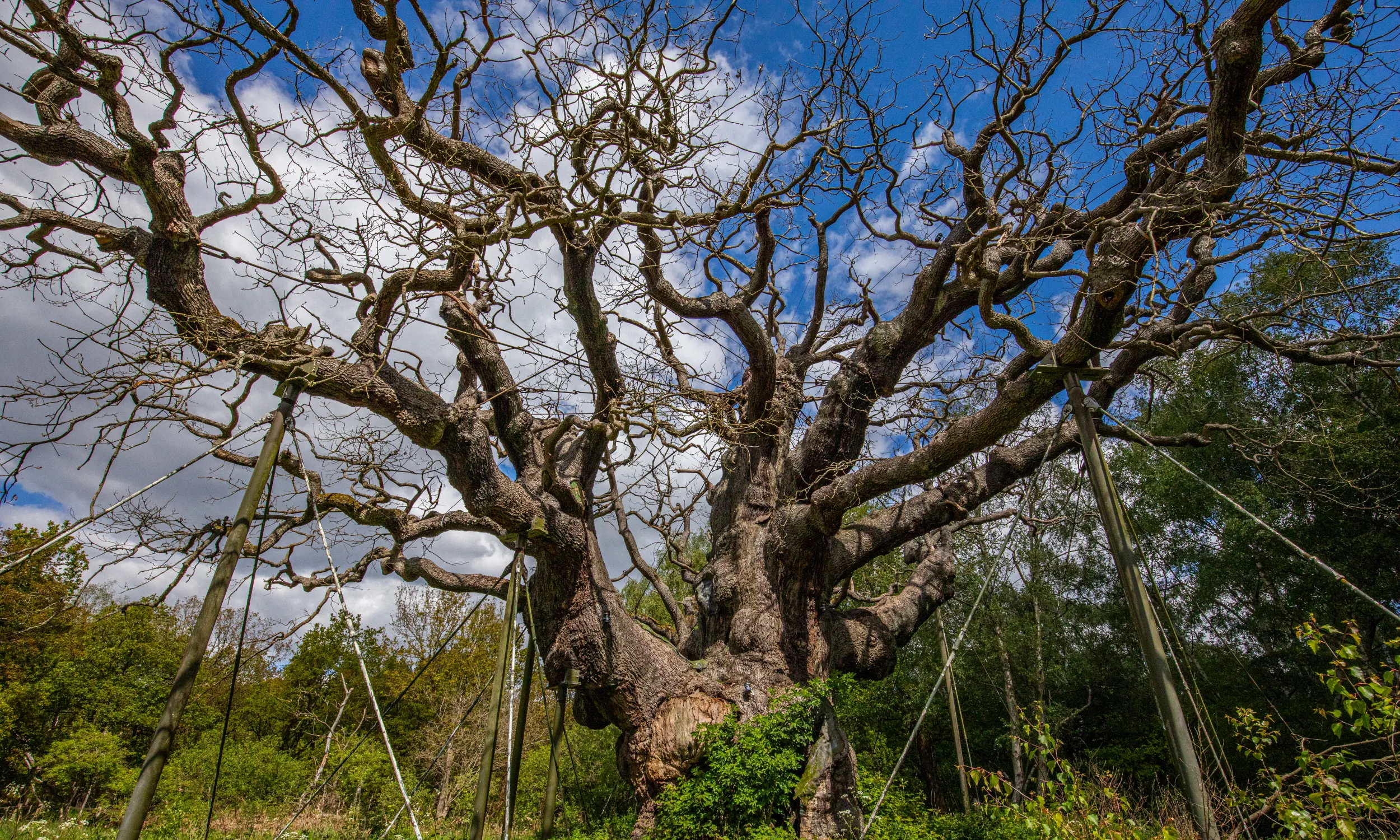 Major Oak, the 1,200-year-old tree with ties to the Robin Hood legend ...