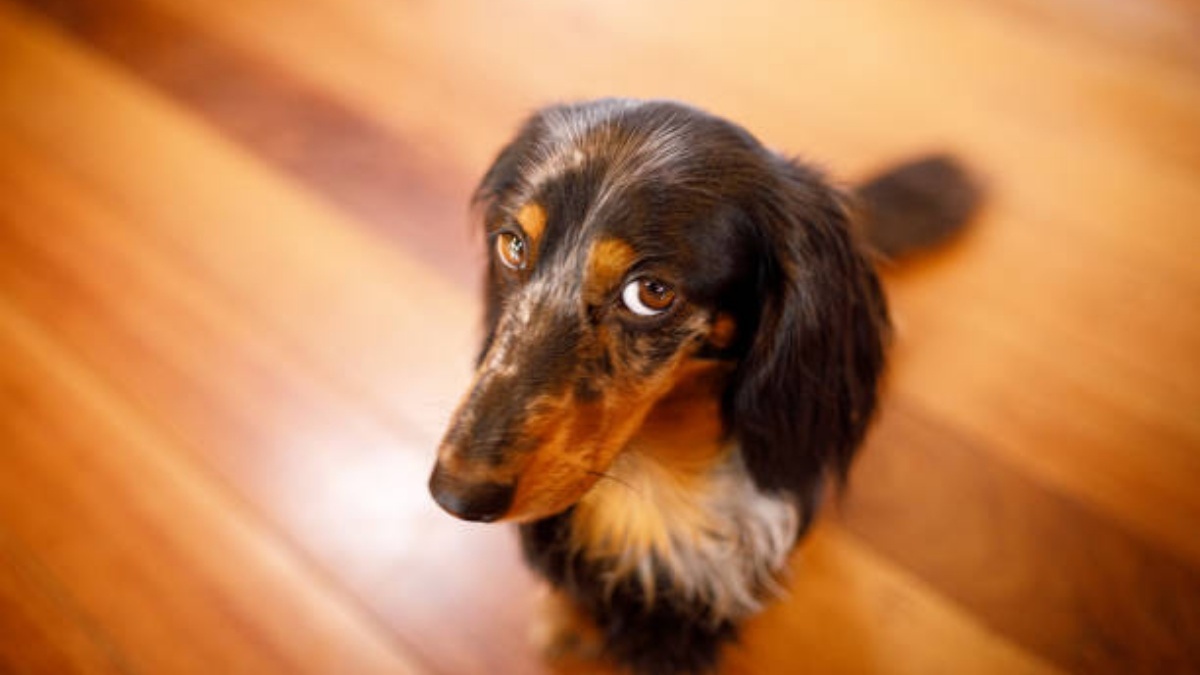 These loyal dog breeds tend to bond with one person more than anyone else