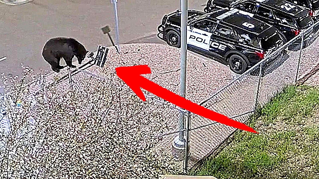 Wild bear climbs fence to explore police department parking lot