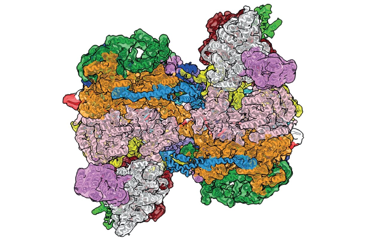 Missing DNA replication step revealed in first image of pre-initiation ...