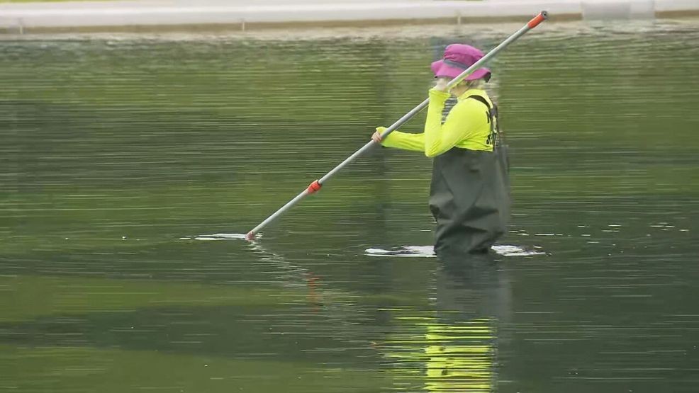 See it: Crews battle algae bloom in Reflecting Pool after $14M renovation