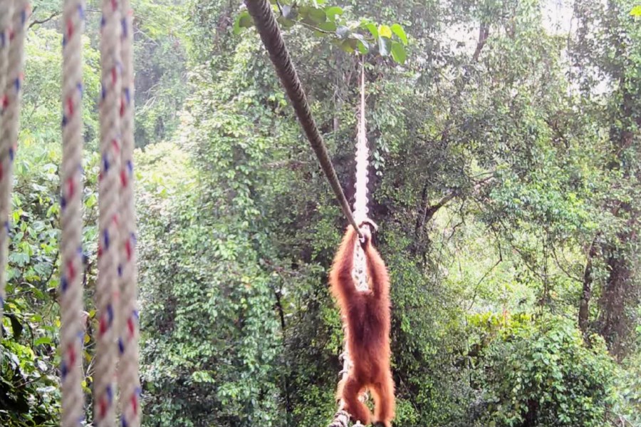 Baby orangutan making public debut at Denver Zoo