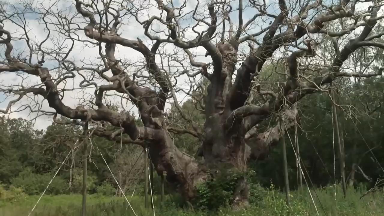 An ancient oak tree said to have sheltered legendary Robin Hood has died