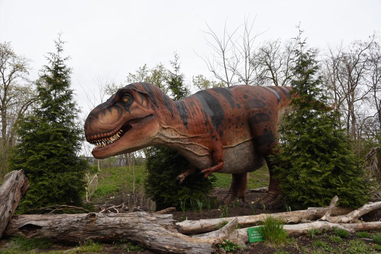 'Dinosaurs' return to the Saint Louis Zoo Friday