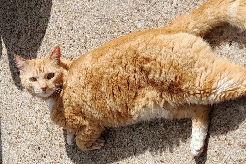 Beloved cat returns home to Kent family after vanishing for several months