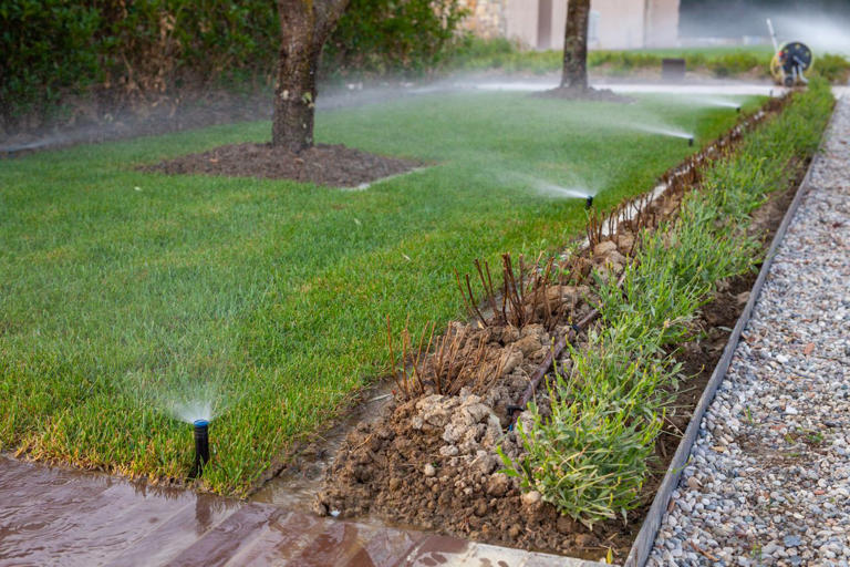Yellow patches in your lawn? A lawn pro shares 4 things to look at first