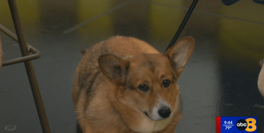 8News chats with Colonial Downs about corgi races