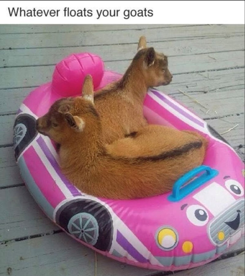 'Happiness is a warm puppy': Animal laughs and joys for a happy brain ...