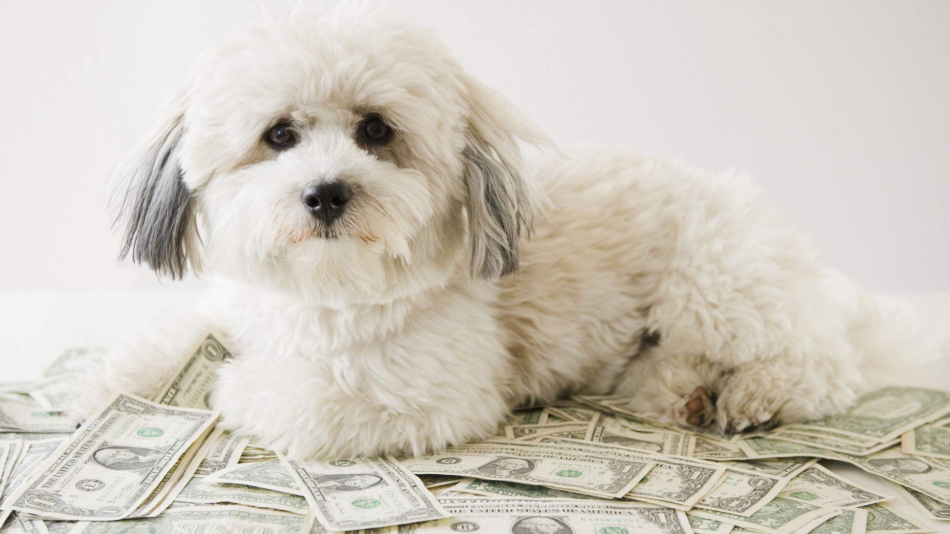 Here’s how I save money as a pet owner without compromising on care