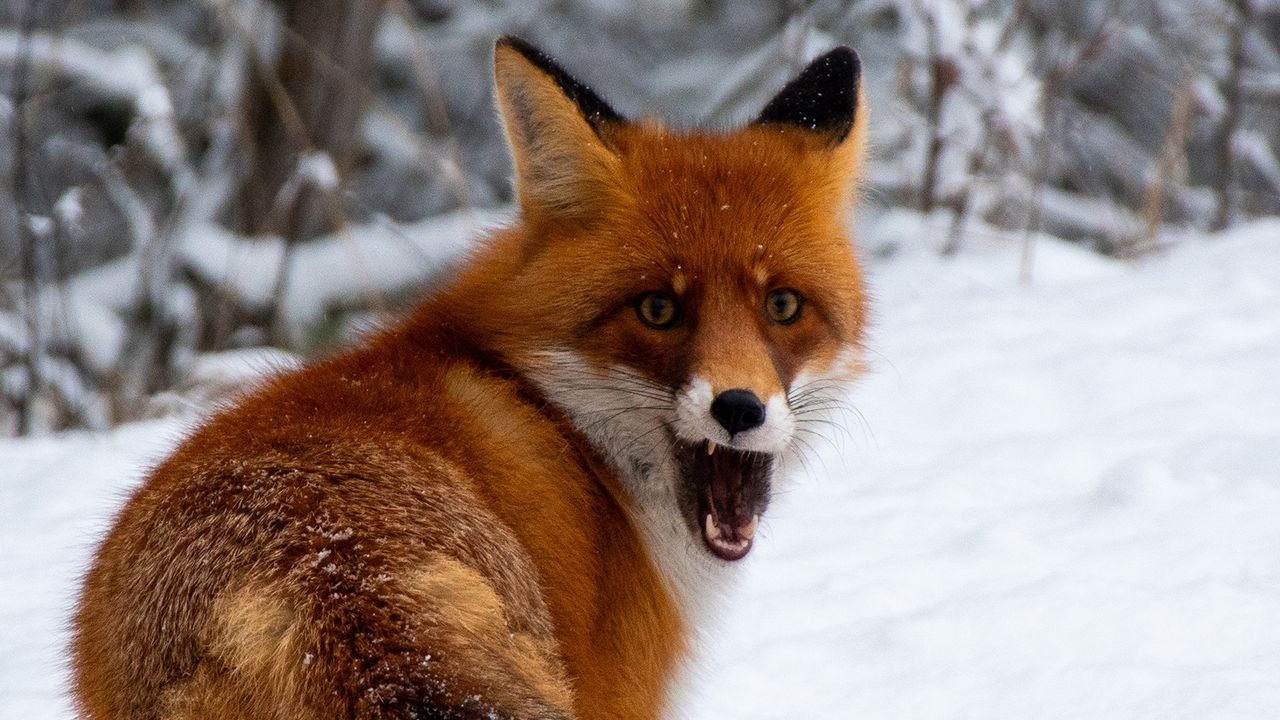 Wildlife in Chernobyl exclusion zone acted differently during Russian ...