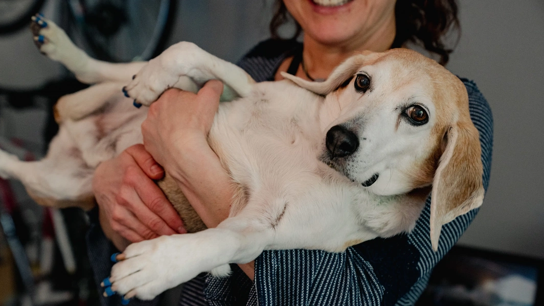 5 advantages of adopting a senior dog