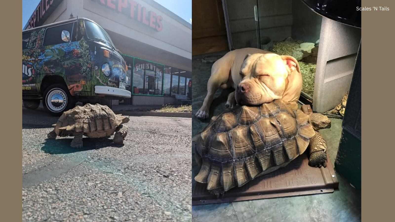 Beloved resident tortoise stolen from local pet store in Colorado ...