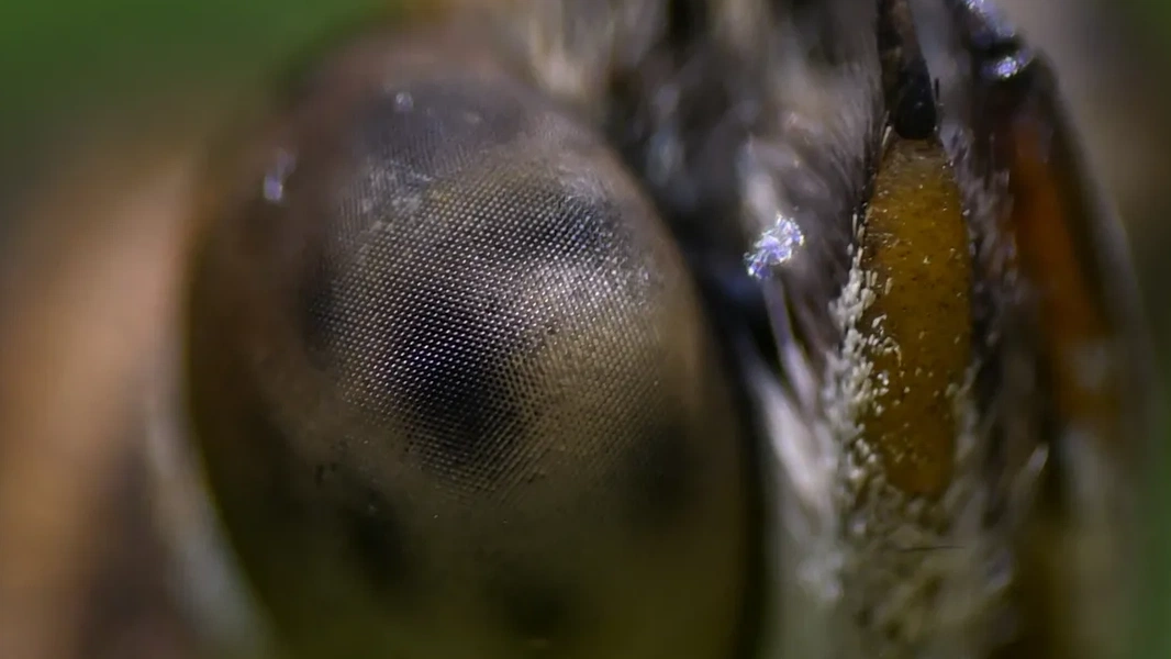 15 extraordinary animal senses