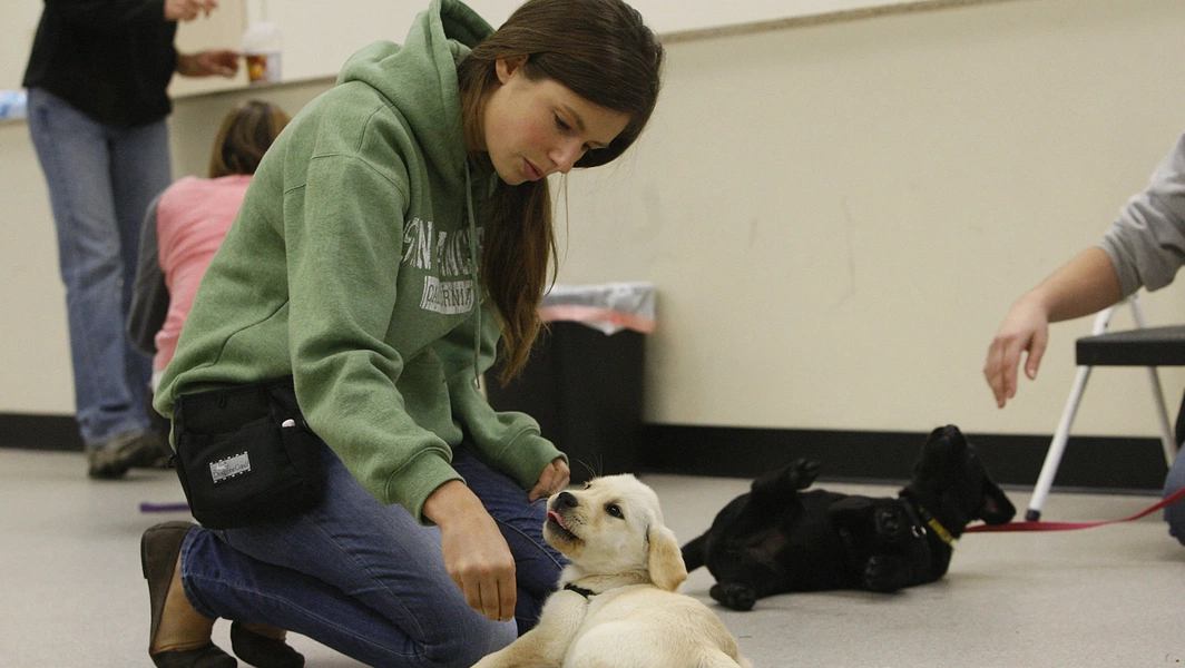 Managing dog aggression toward visitors