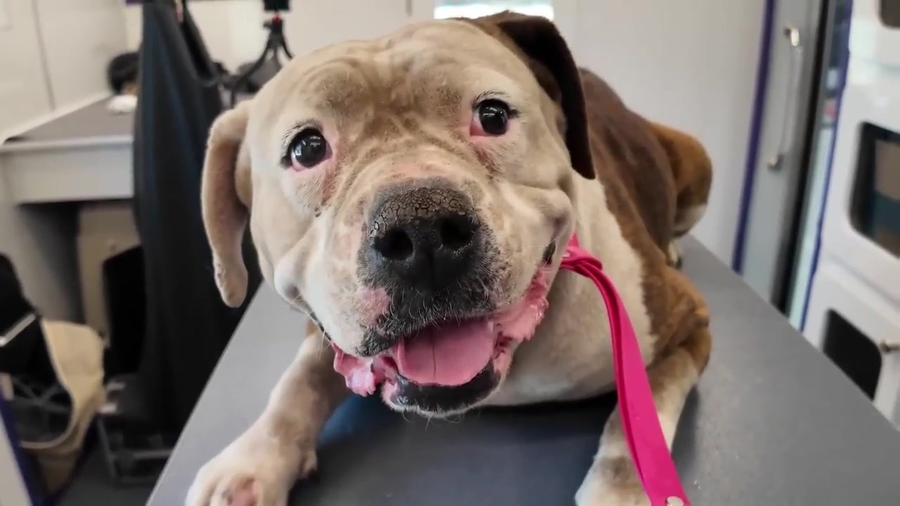 She is the dirtiest shelter dog I've ever seen! Watch her get her first ...