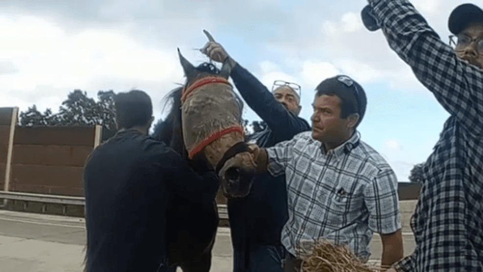 Caught on camera: Horse(power) lets loose on bypass in St. Joseph County