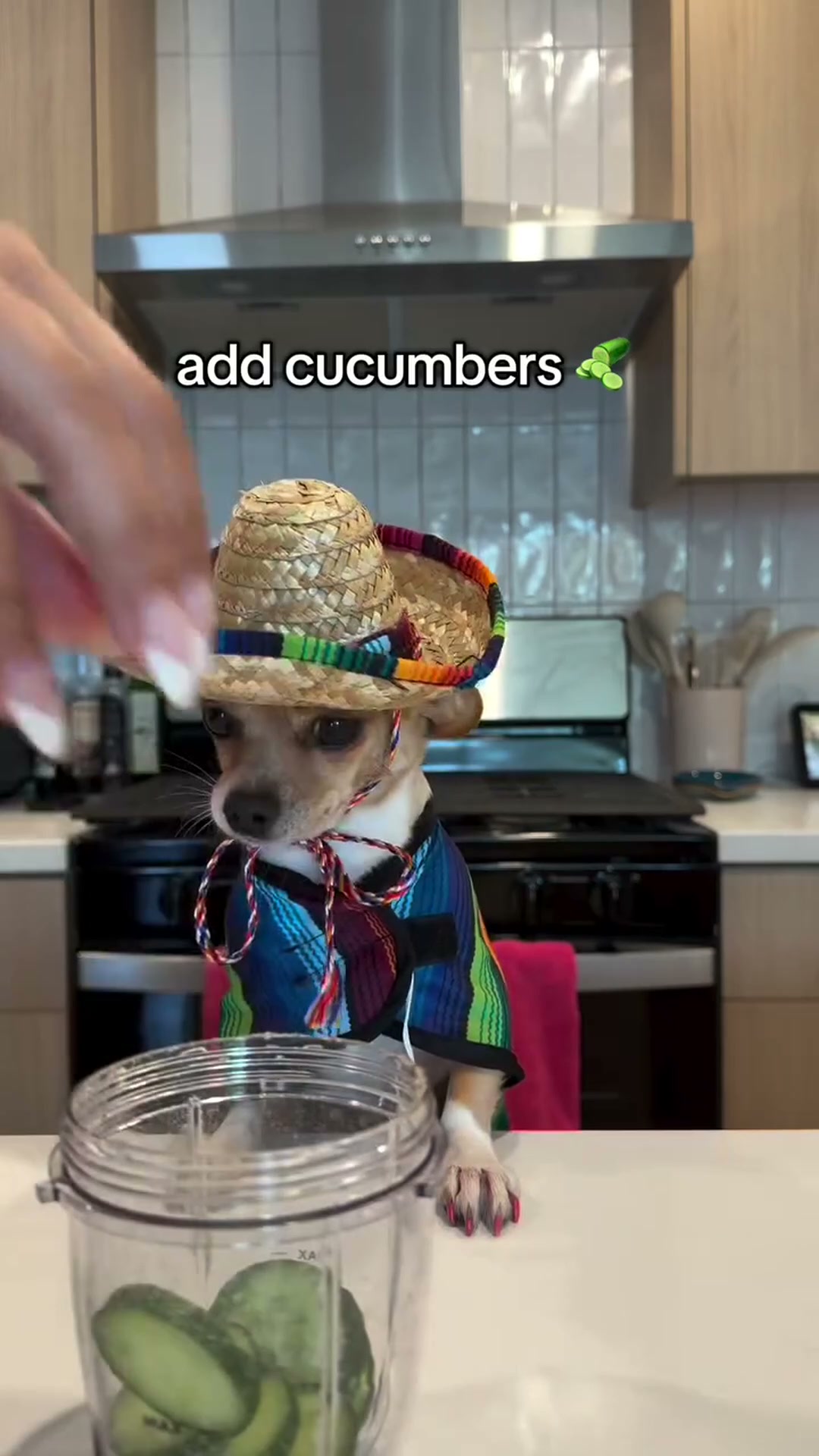 Dog enjoying a refreshing cucumber pawgarita treat