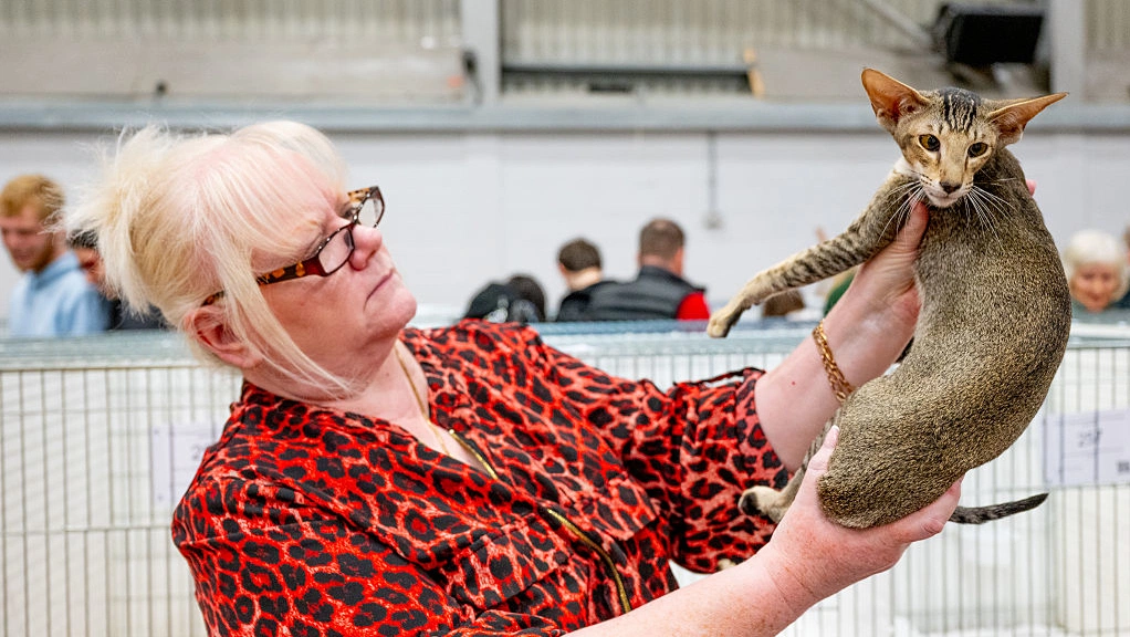 6 rare and distinctive domestic cat breeds