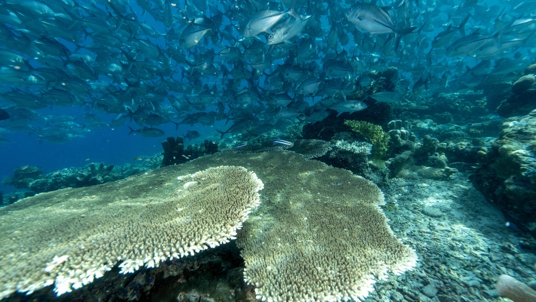 11 spectacular underwater scenes and marine discoveries