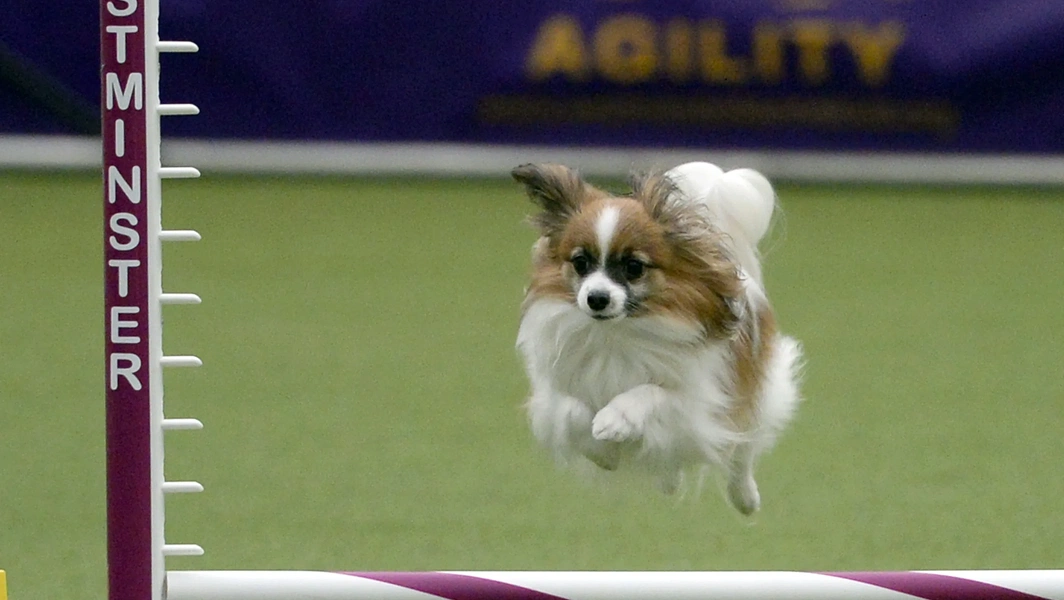 13 dog breeds that conceal signs of stress