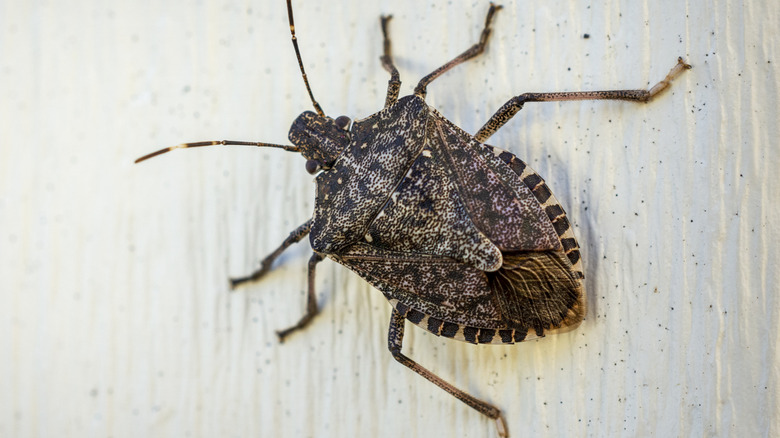 The sneaky way stink bugs are invading your home (& how to stop them)