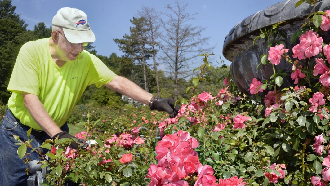10 common mistakes that harm rose health